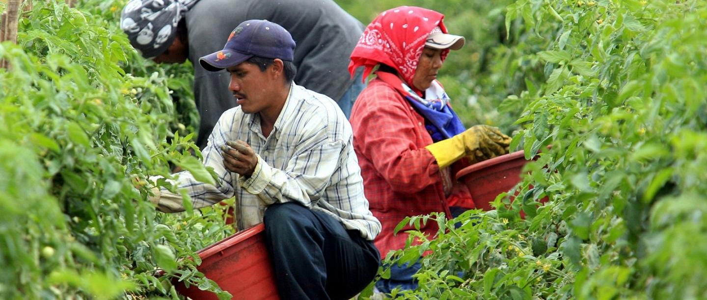 From the fields of San Quintin to the supermarkets of North America ...